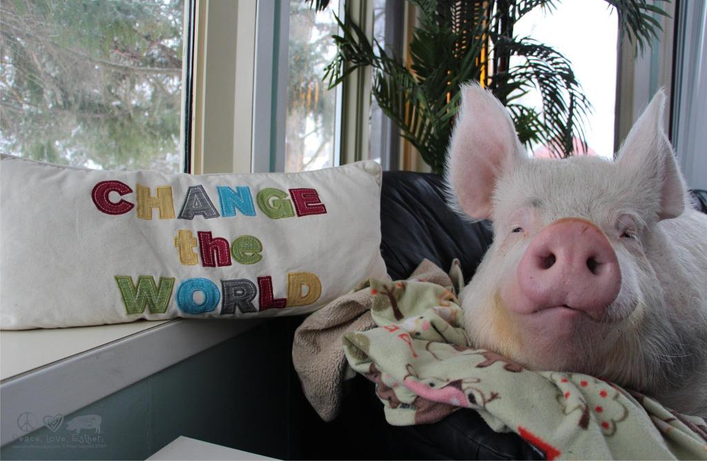 Animals, People & Environment Action – Compassionate Choices for a ...