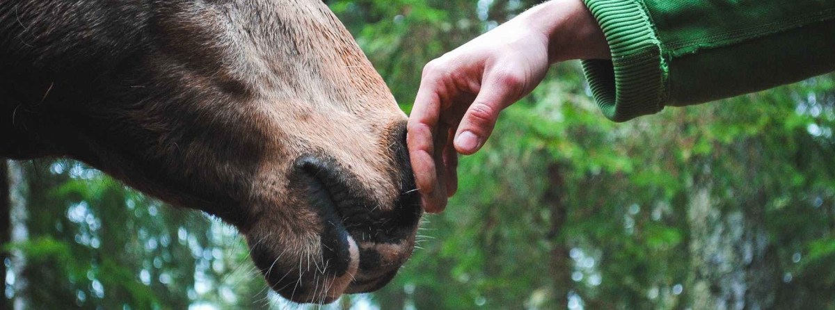 Animals, People & Environment Action – Compassionate Choices for a ...